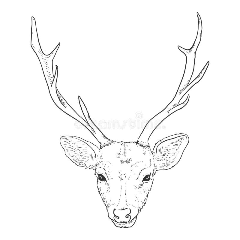 Vector Sketch Head of Deer stock vector. Illustration of grazing ...