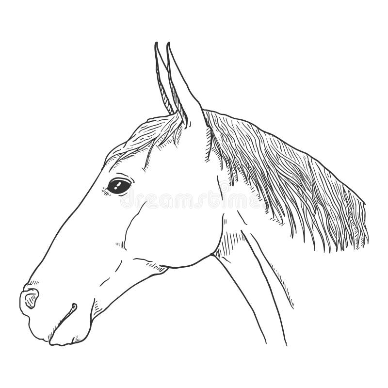 Vector Sketch Horse Head stock vector. Illustration of household ...