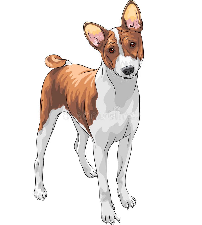 Vector Sketch Hunting Dog Basenji Breed Stock Vector - Illustration of ...