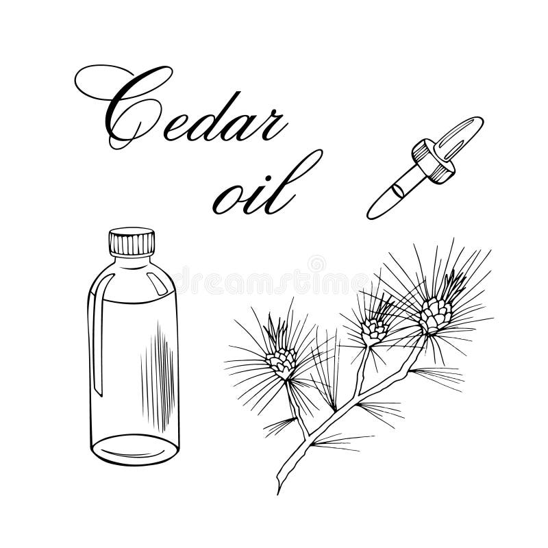 Vector Sketch Illustration with Essential Oil of Cedar Stock ...