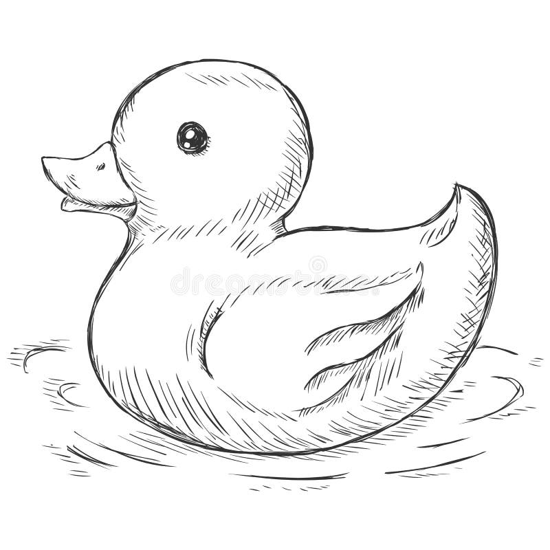 Floating Duck. Vector Sketch Stock Vector - Illustration of nature ...