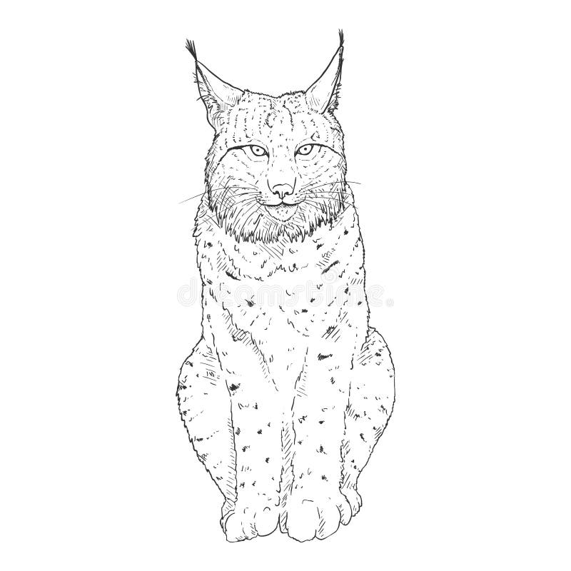 Vector Sketch Lynx Front View Illustration Stock Vector - Illustration ...
