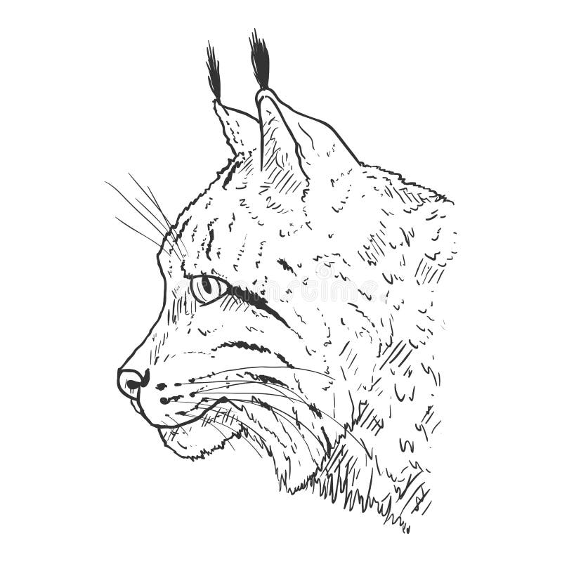 Vector Sketch Lynx Head Side View Illustration Stock Vector ...