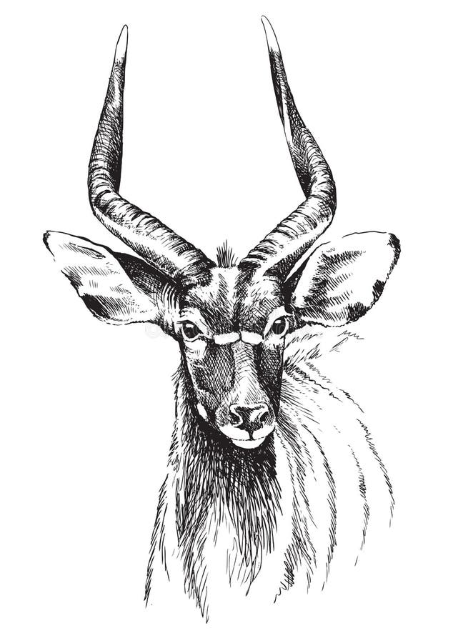 Antelope Drawing