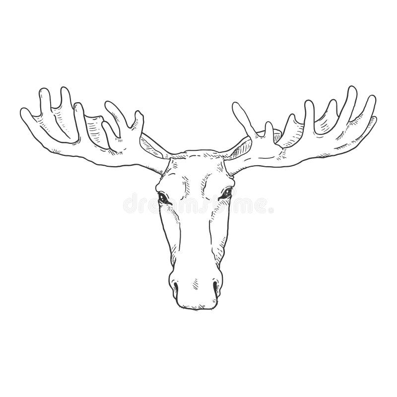 Moose Head Stock Illustrations – 3,616 Moose Head Stock Illustrations ...