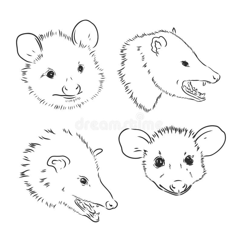Fun To Draw Possum
