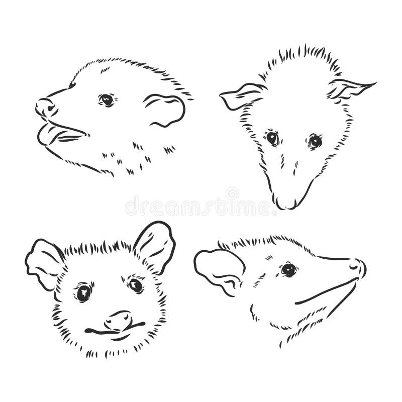 Possum Drawing