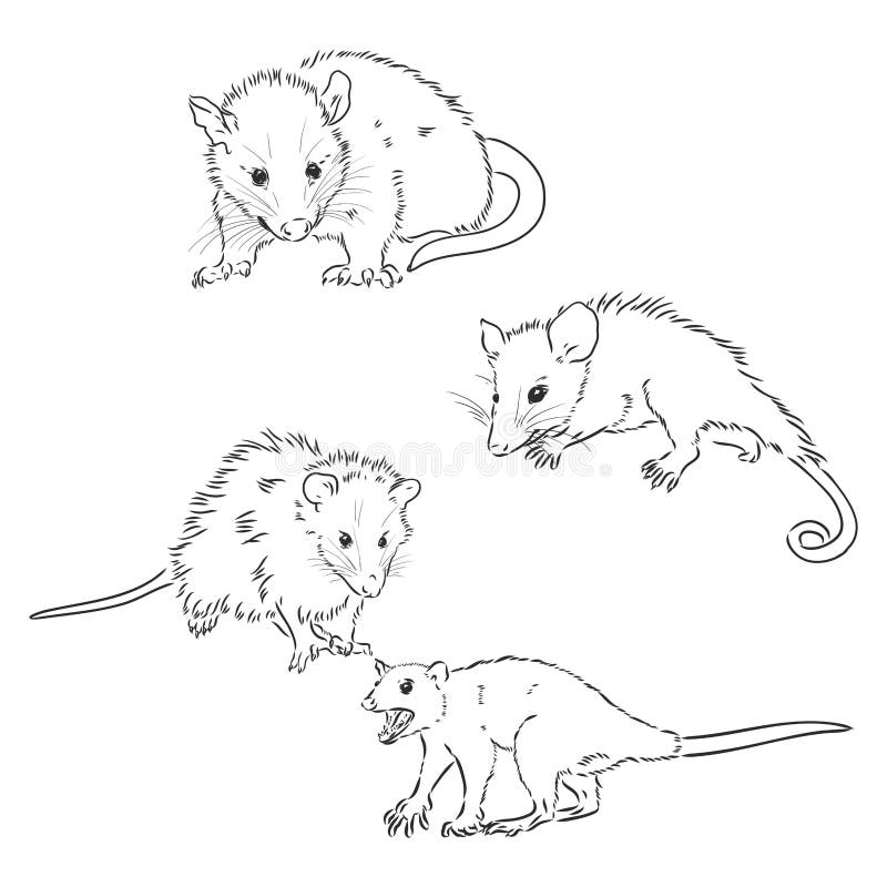 Cute Possum Drawing