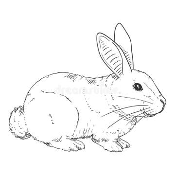 Side View White Bunny Stock Illustrations – 729 Side View White Bunny ...