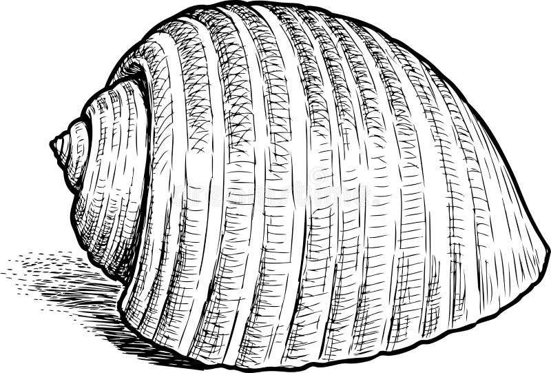 Hand Drawing of a Sea Cockleshell Stock Vector - Illustration of hand ...