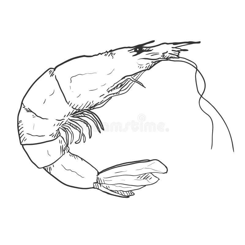 Vector Sketch Shrimp Illustration on White Background Stock Vector ...