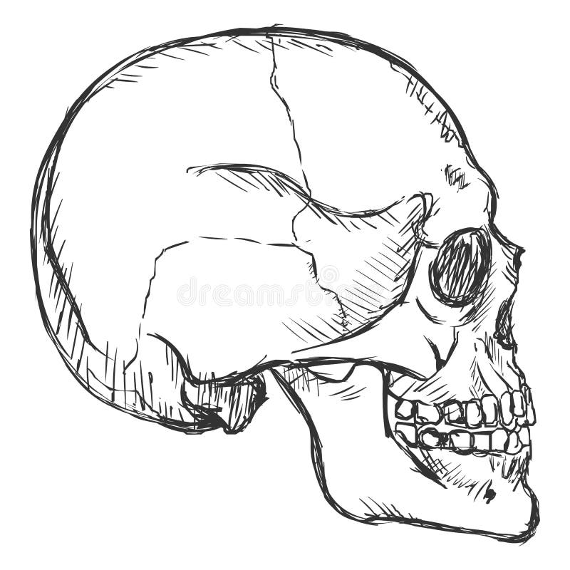 Vector Sketch Side View Skull Stock Illustration - Illustration of ...