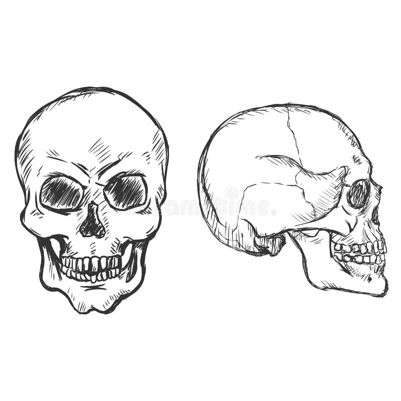 Vector Sketch Skulls. Side and Front View. Stock Illustration ...