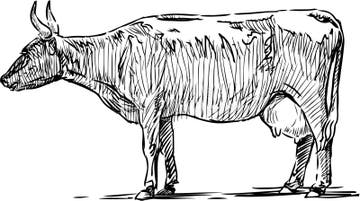 Cow Side Profile Stock Illustrations – 249 Cow Side Profile Stock ...