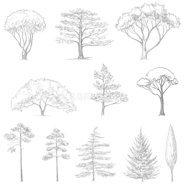 Redwood Vector Stock Illustrations – 485 Redwood Vector Stock ...