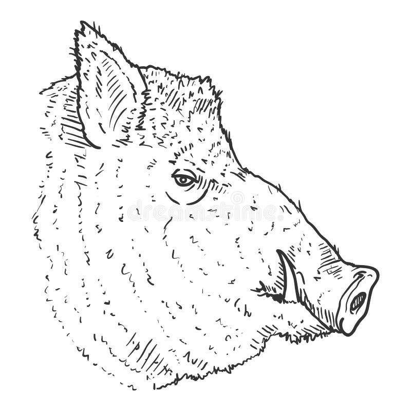 Vector Sketch Wild Boars Head Illustration Stock Vector - Illustration ...