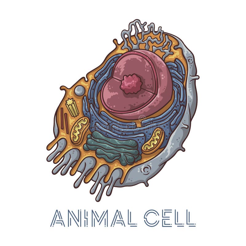 Vector Sketching Illustrations. Schematic Structure of Animal Cell ...