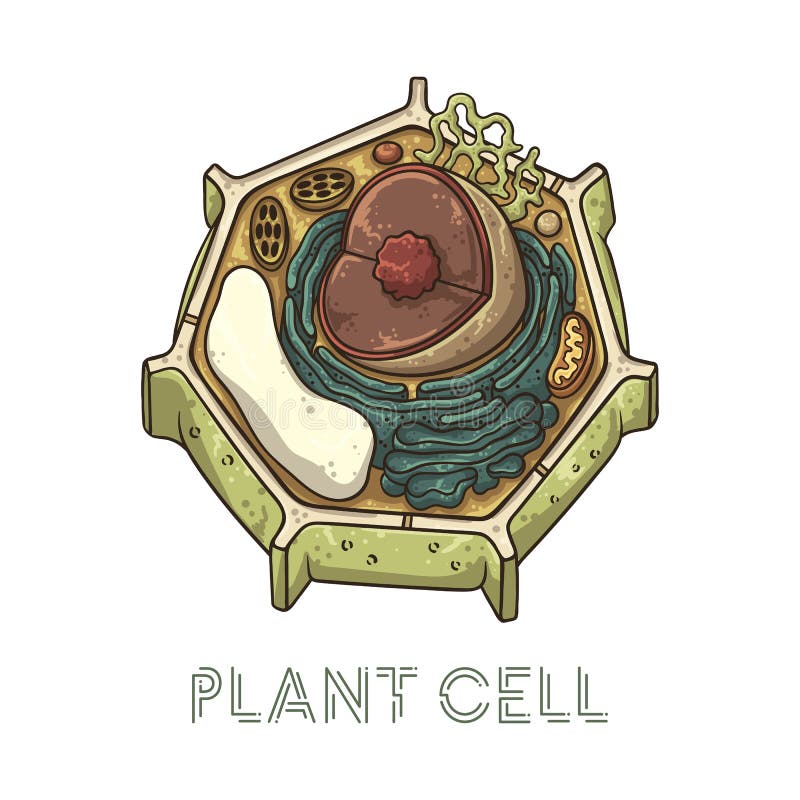 Vector Sketching Illustrations. Schematic Structure of Plant Cell Stock ... Vector Sketching Illustrations. Schematic Structure of Plant Cell Stock ...