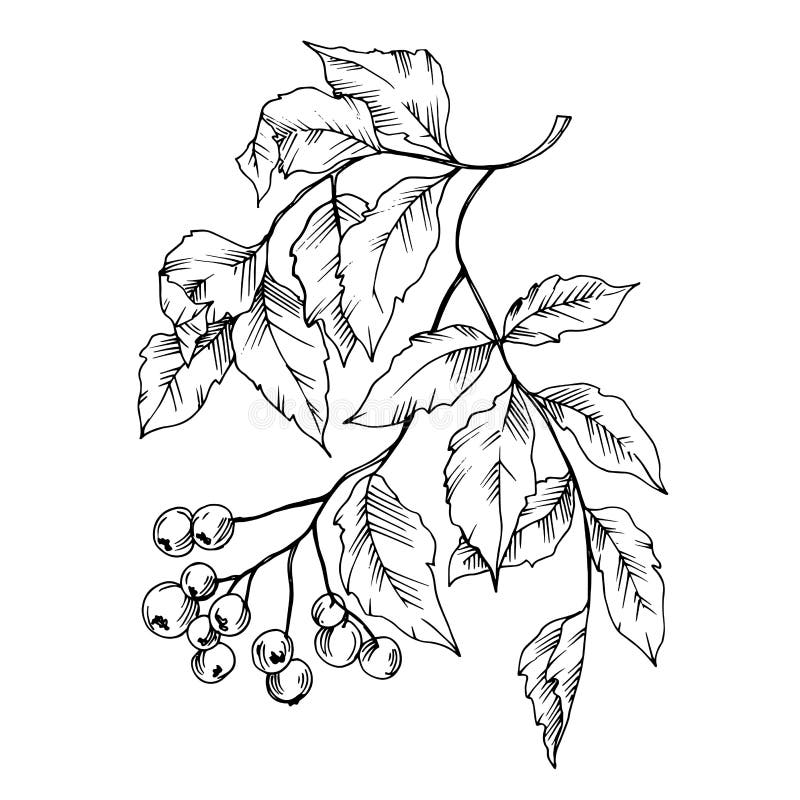 Fruit Sorbus Stock Illustrations – 323 Fruit Sorbus Stock Illustrations ...
