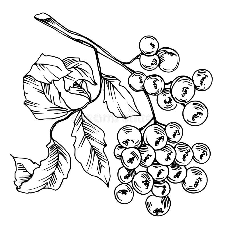 Fruit Sorbus Stock Illustrations – 323 Fruit Sorbus Stock Illustrations ...