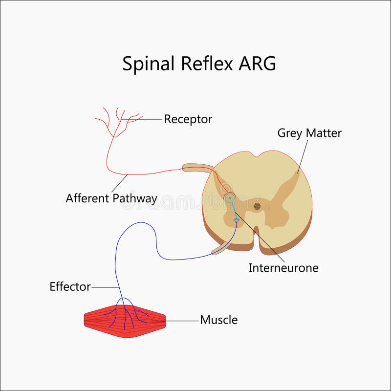 Vector Spinal Reflex ARG Vector Illustration. Spinal Cord. Reflex Arc ...