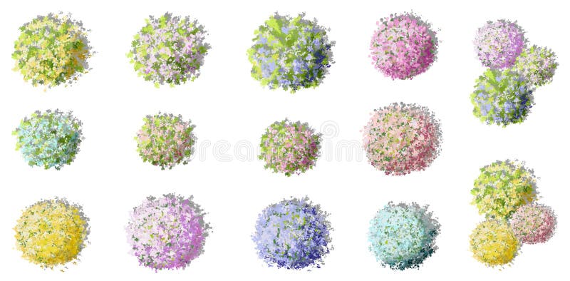 Vector Spring Flower Top View Isolated on White Background for ...