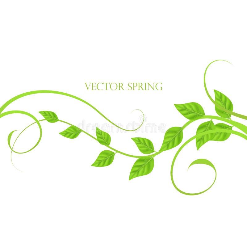 Vector Spring, Leaf Sprig. Green Young Leaves on a White Background ...
