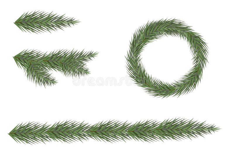 Vector Spruce branch stock vector. Illustration of isolated - 204637778
