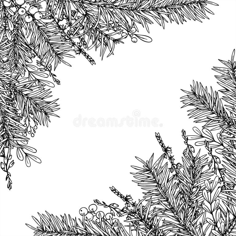 Vector Spruce Branches and Heather Flowers Square Monochrome Border ...