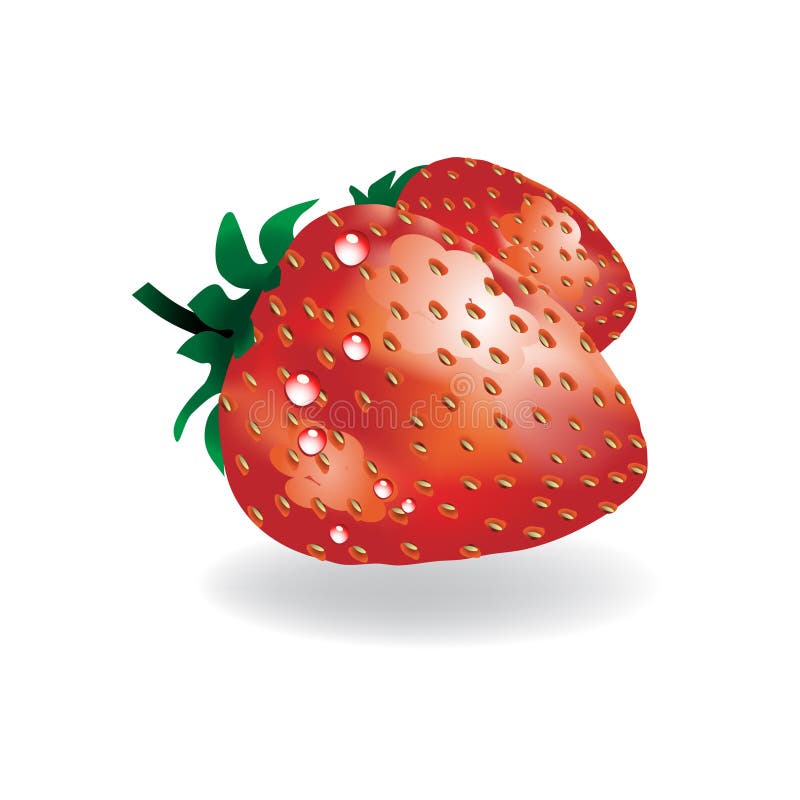 Vector strawberries stock vector. Illustration of juicy - 15411283