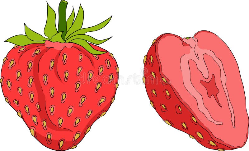 Vector Strawberry Colored Illustrations Set, Hand Drawn Botanical ...