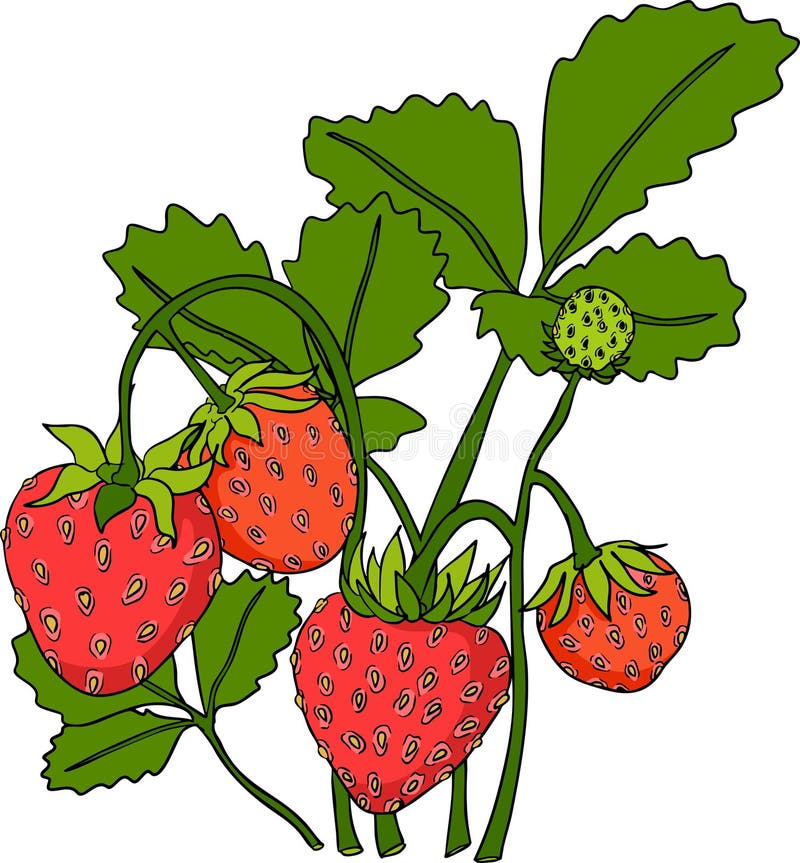 Vector Strawberry Colored Illustrations Set, Hand Drawn Botanical ...