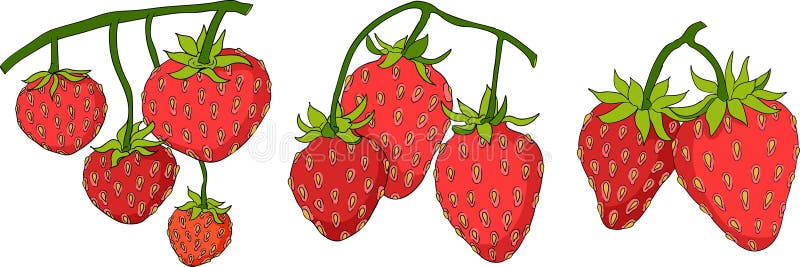 Vector Strawberry Colored Illustrations Set, Hand Drawn Botanical ...