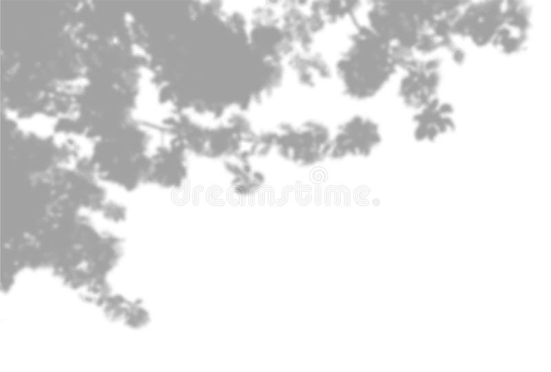 Vector Summer Background of Plant Shadows. Shadow from the Leaves and ...