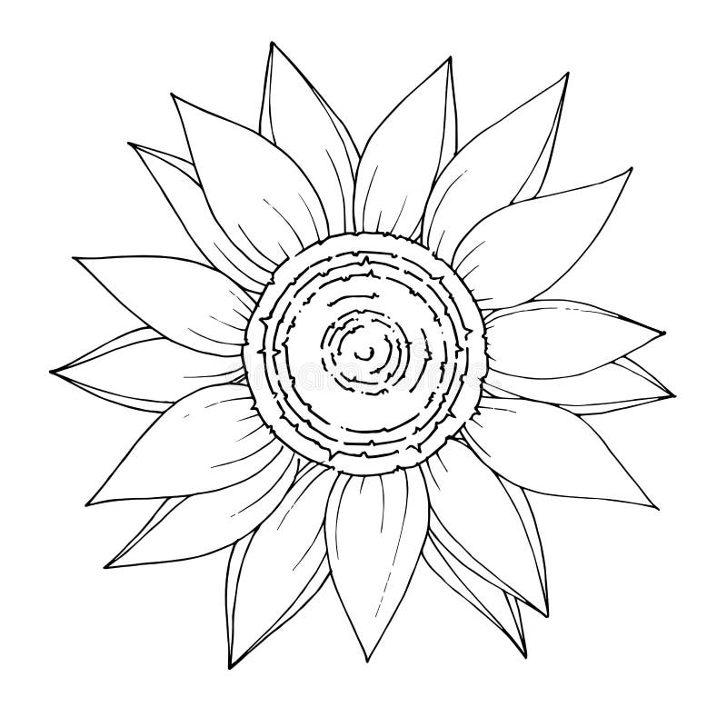 Vector Sunflower Floral Botanical Flower Black And White Engraved Ink