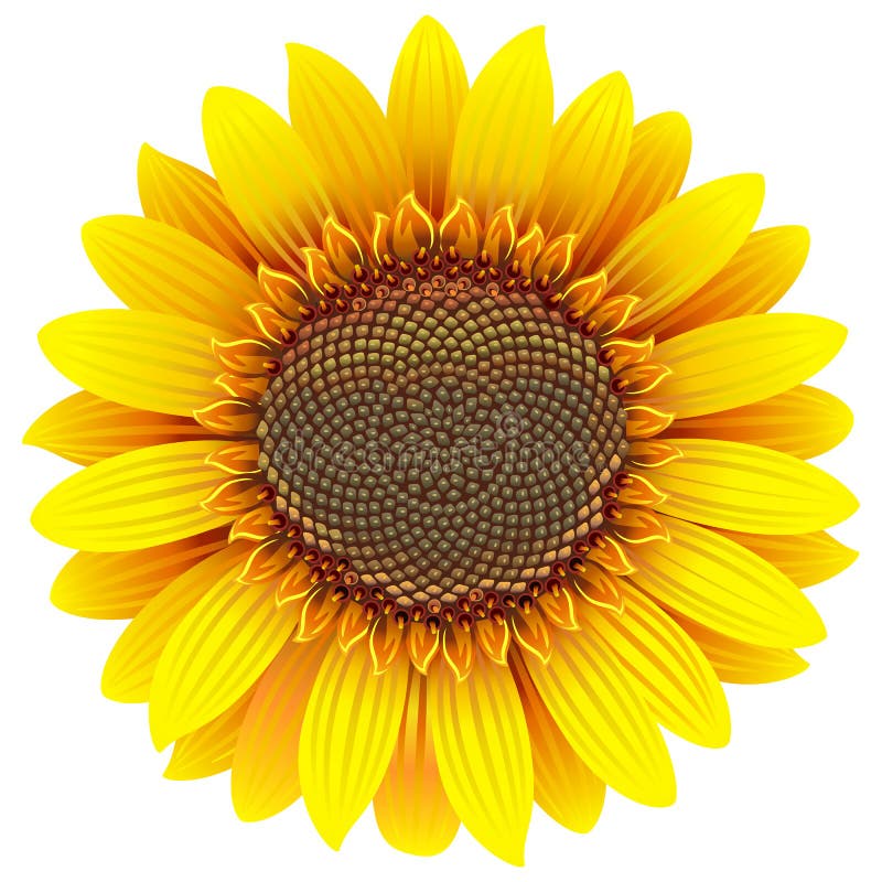 Sunflower Icon Vector Sign and Symbol Isolated on White Background ...