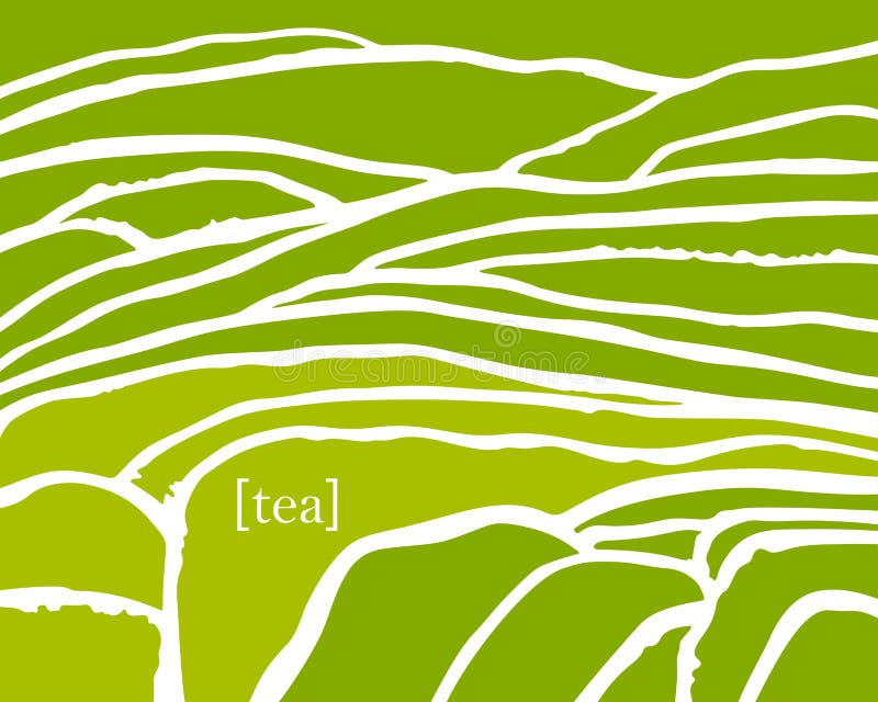 Vector Tea Plantation on Cascades Field. Tea Title Stock Illustration ...