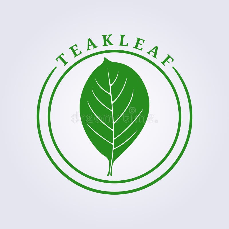 Vector of Teak Leaf Logo Badge Illustration Design Stock Illustration ...