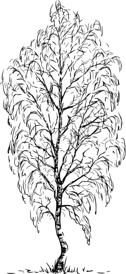 Berk vector illustratie. Illustration of groei, silhouet - 30083862