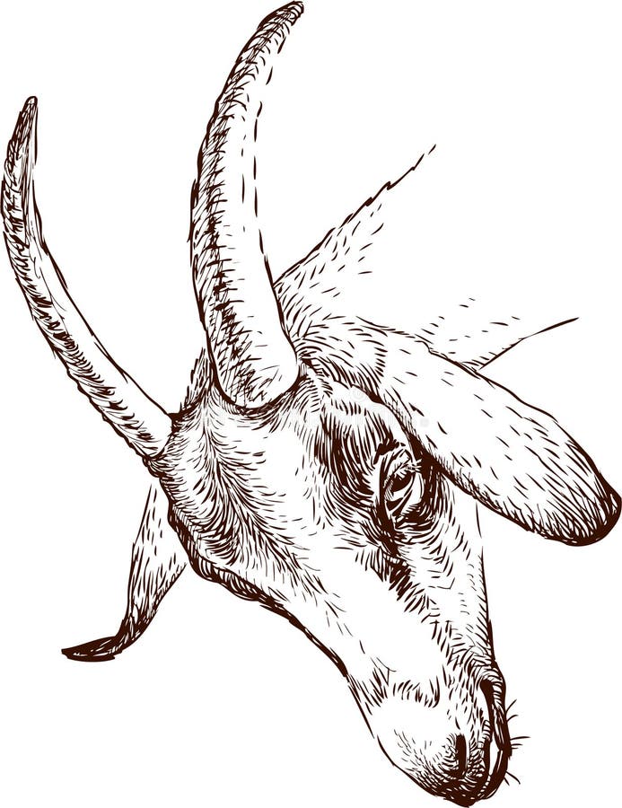 Hoofd van een geit vector illustratie. Illustration of realistisch ...