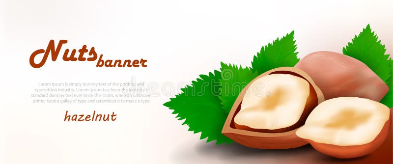 Vector Template of Horizontal Banner with Hazelnut Stock Vector ...