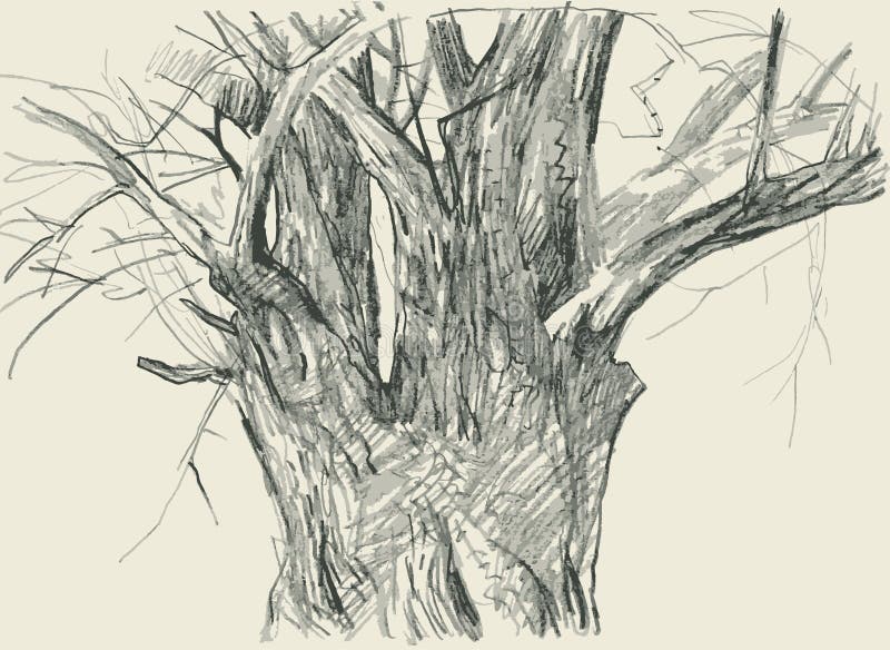 Vector Textured Abstract Drawing of Trunk Old Tree with Branches Stock ...