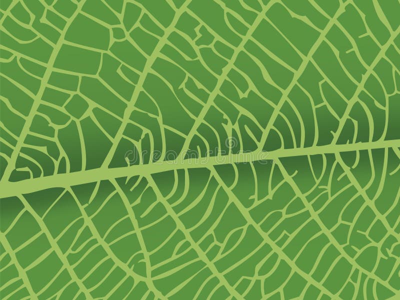 Vector textuur van blad vector illustratie. Illustration of textiel ...