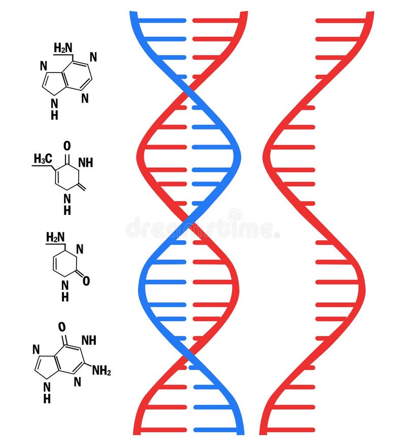 Vector Thin-line ICON Related with RNA and DNA Stock Vector ...