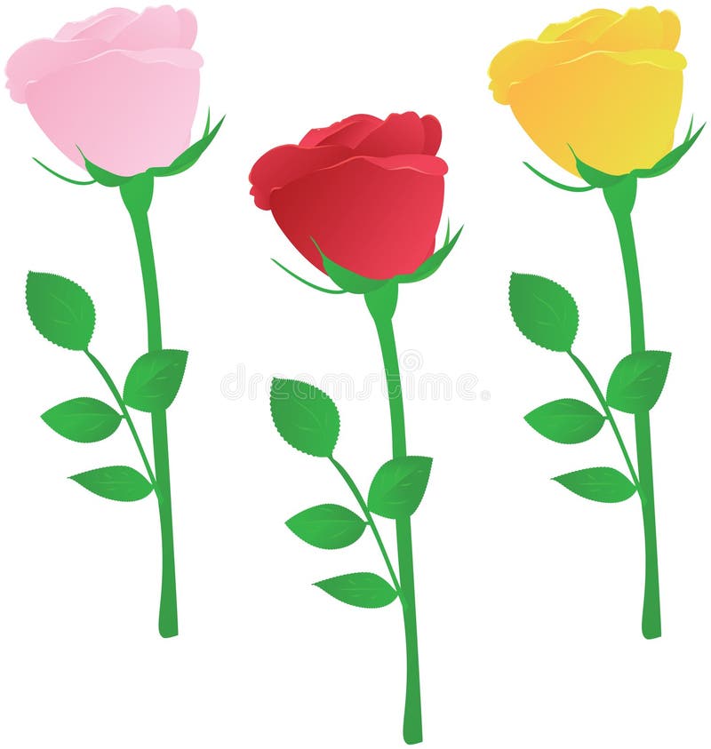 Three Vector Rose Flowers Isolated on White Stock Vector - Illustration ...