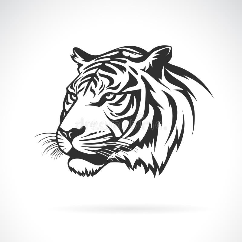 Vector of Tiger Face Design on White Background. Wild Animals. Tiger ...