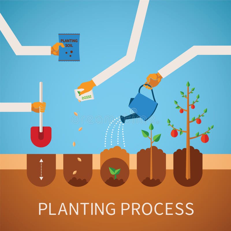 Vector Timeline Infographic Concept of Planting Process Stock Vector ...