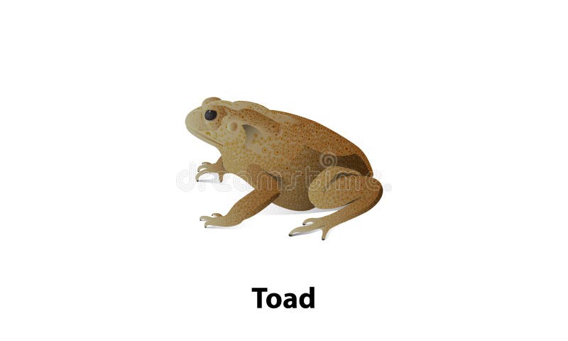 Cane Toad Poisonous Stock Illustrations – 16 Cane Toad Poisonous Stock ...