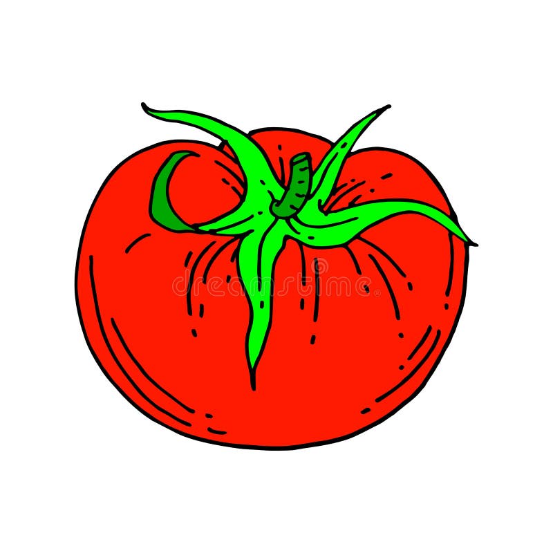 Tomato Outline for Colouring Book Isolated on White Background Stock ... Tomato Outline for Colouring Book Isolated on White Background Stock ...