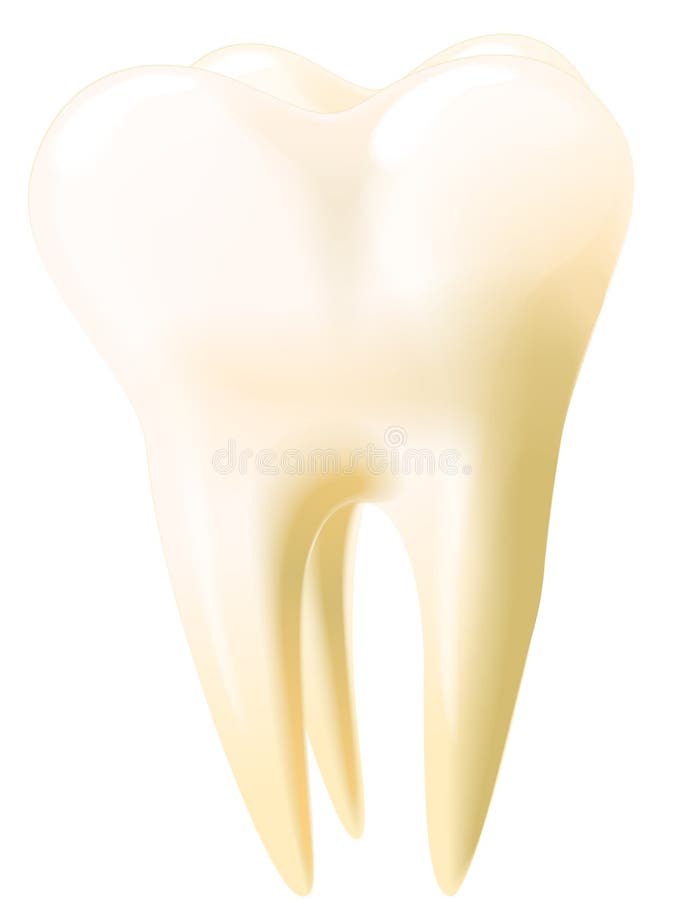 Dental Anatomy - Maxillary Central Incisor Tooth. Medically Accurate ...